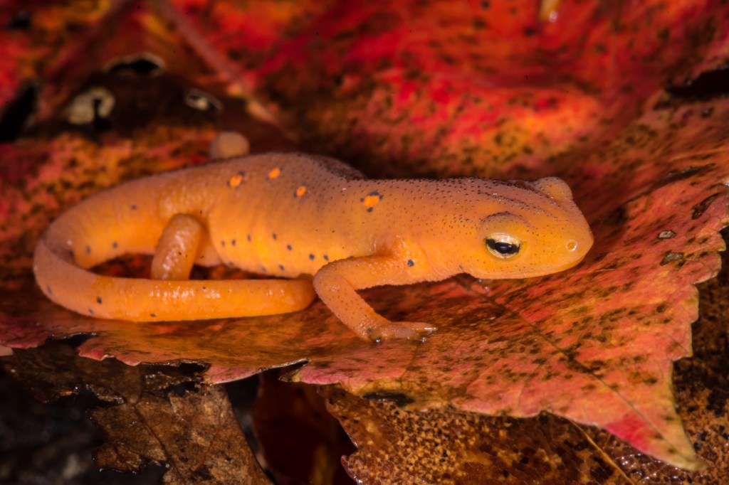 Enchanting Red Eft – incidental naturalist