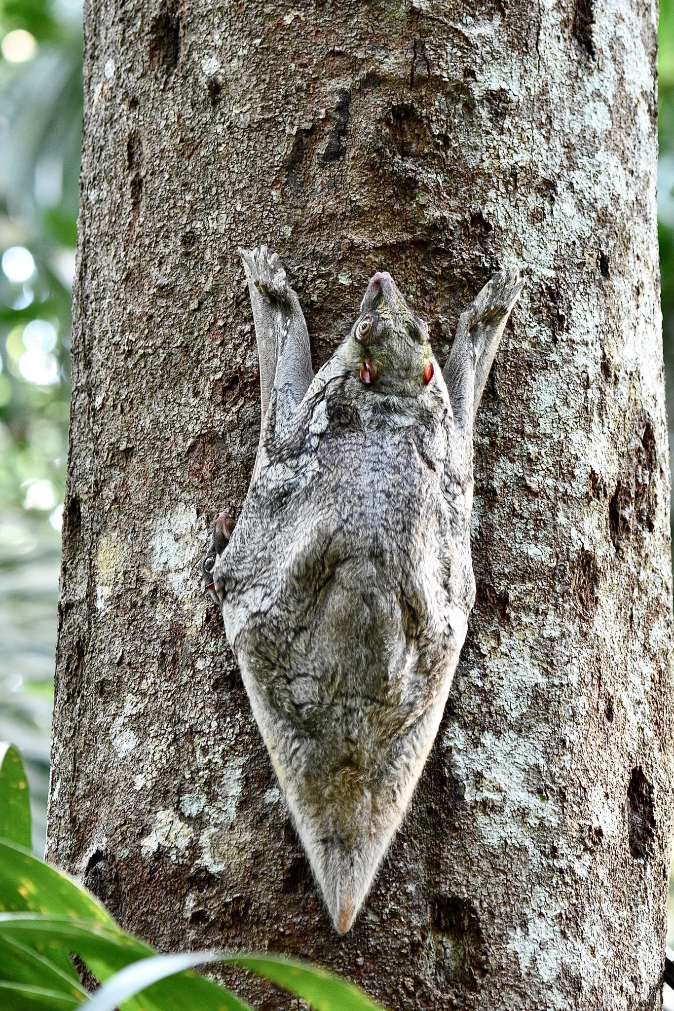 Sunda Colugo – The Flying Lemur – incidental naturalist