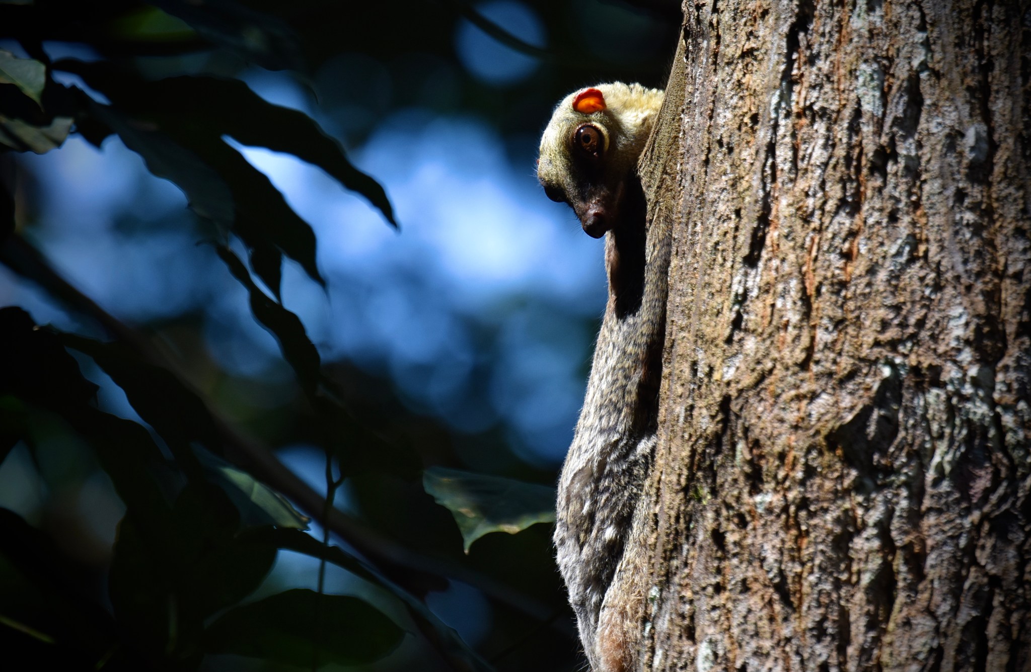 Sunda Colugo – The Flying Lemur – incidental naturalist
