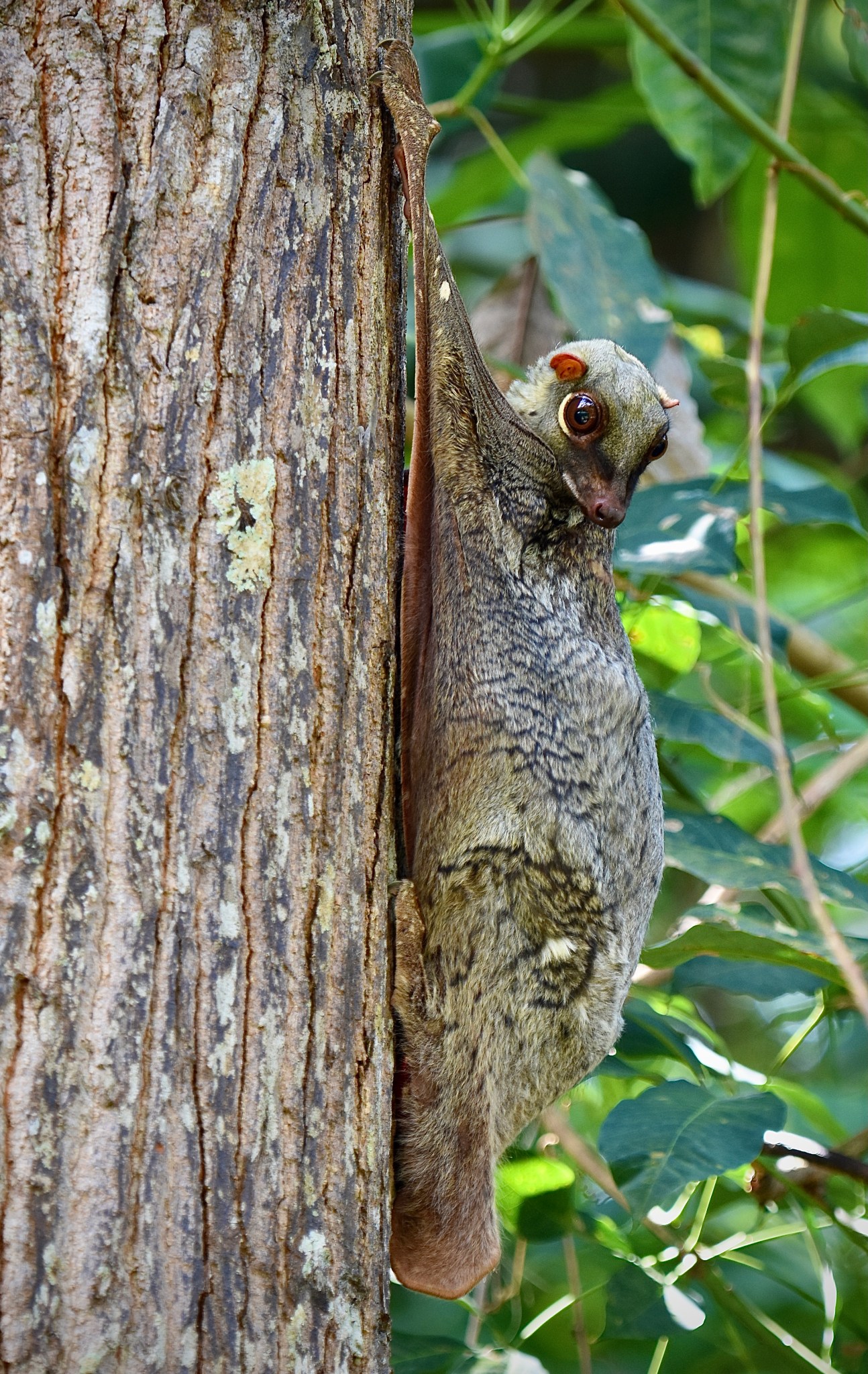 Sunda Colugo – The Flying Lemur – incidental naturalist