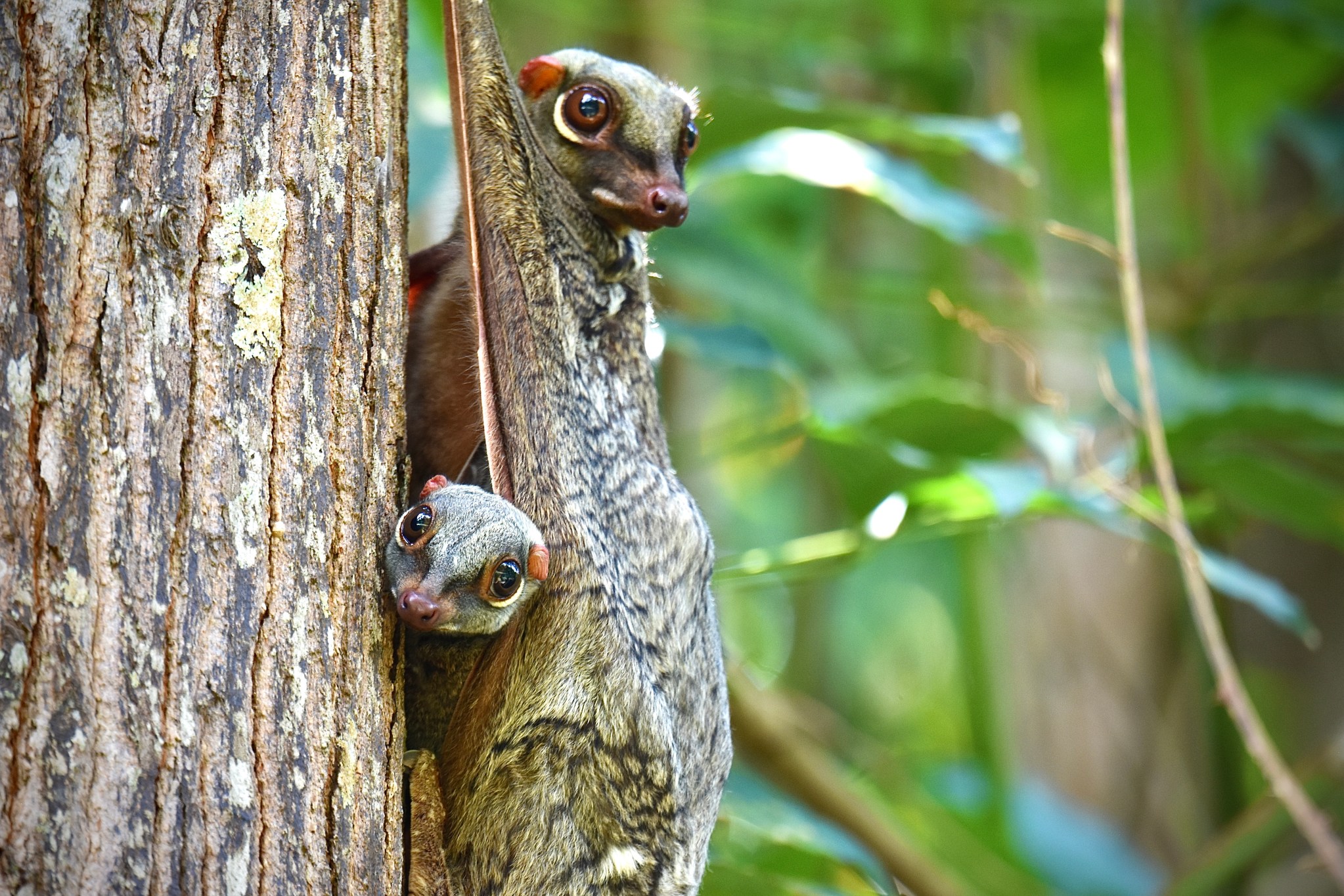 Sunda Colugo – The Flying Lemur – incidental naturalist
