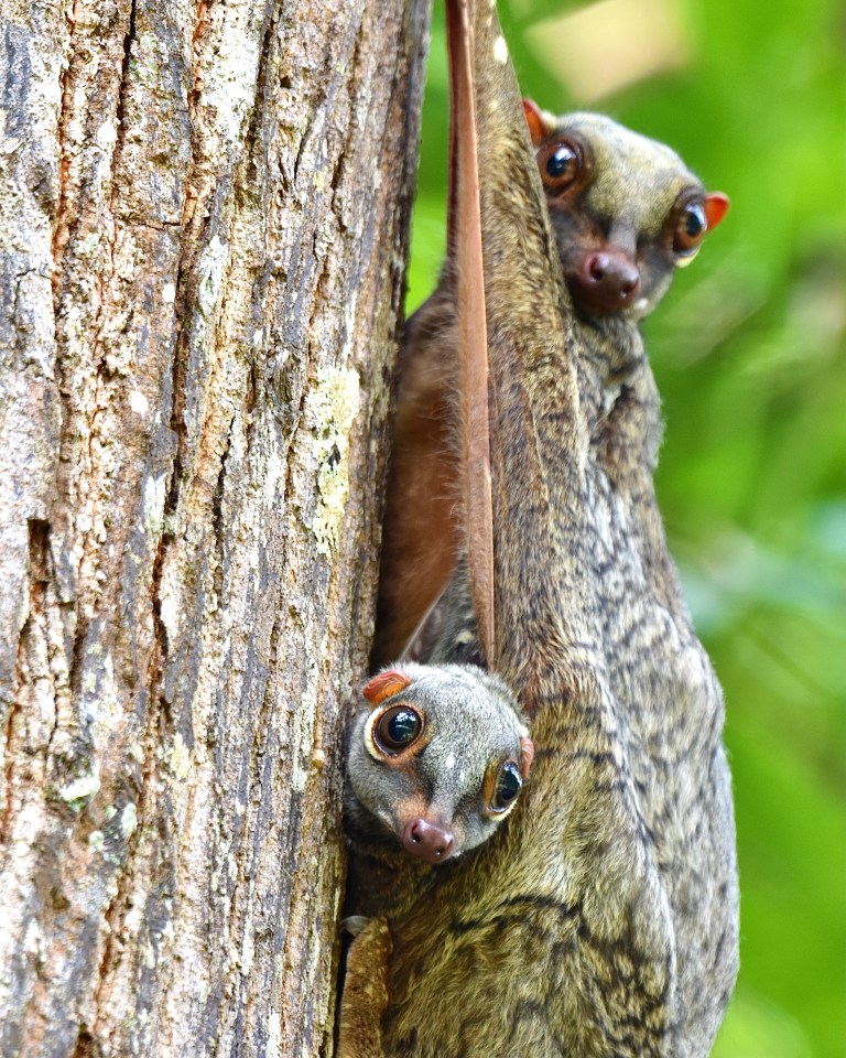 Sunda Colugo – The Flying Lemur – incidental naturalist