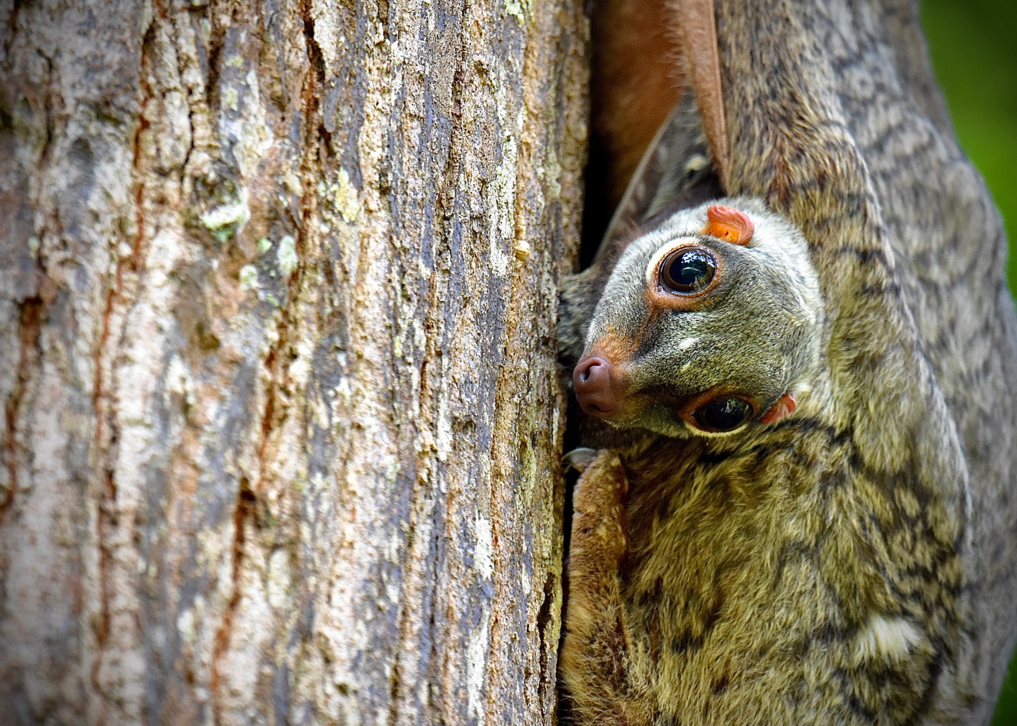 Sunda Colugo – The Flying Lemur – incidental naturalist