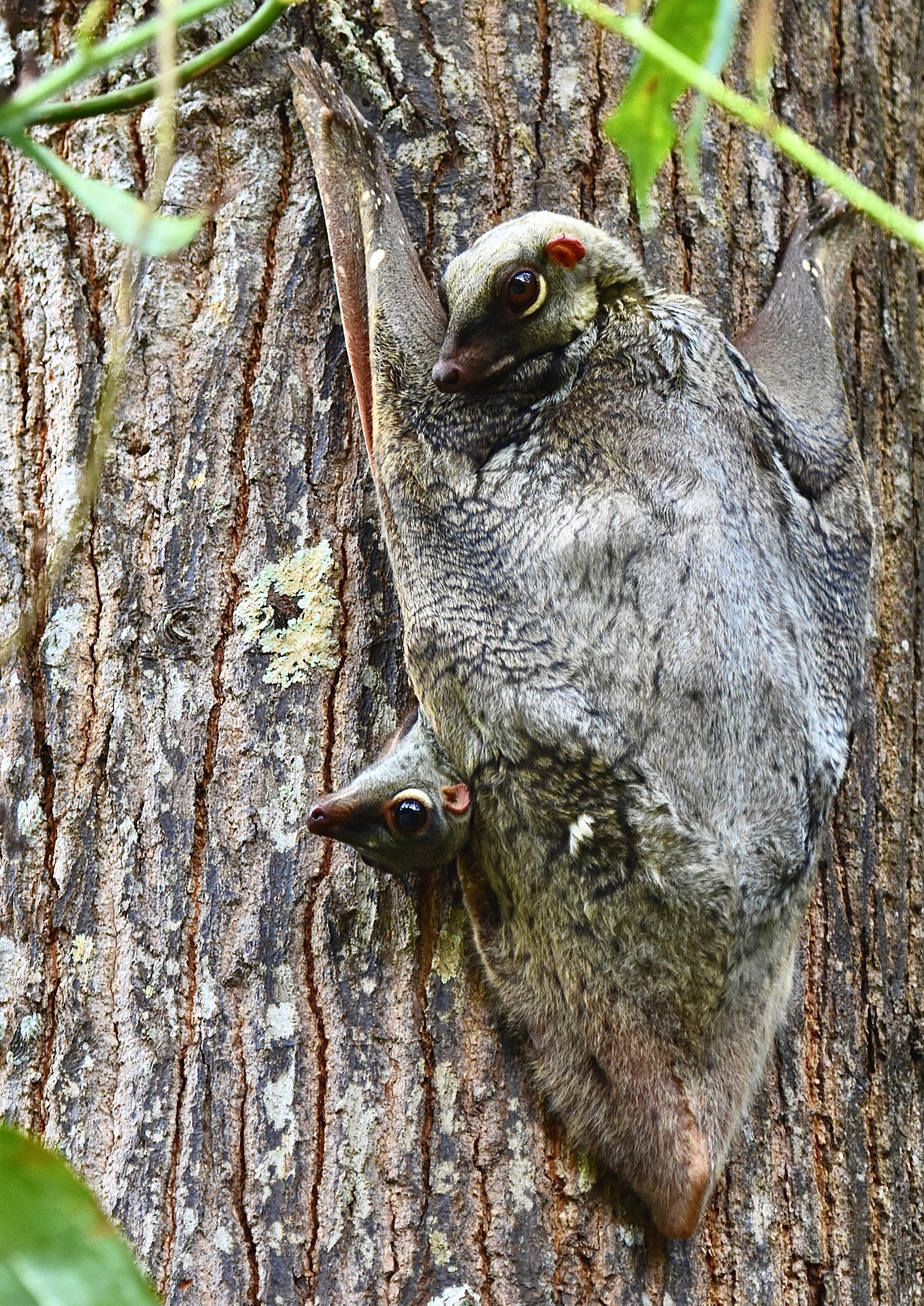 Sunda Colugo – The Flying Lemur – incidental naturalist