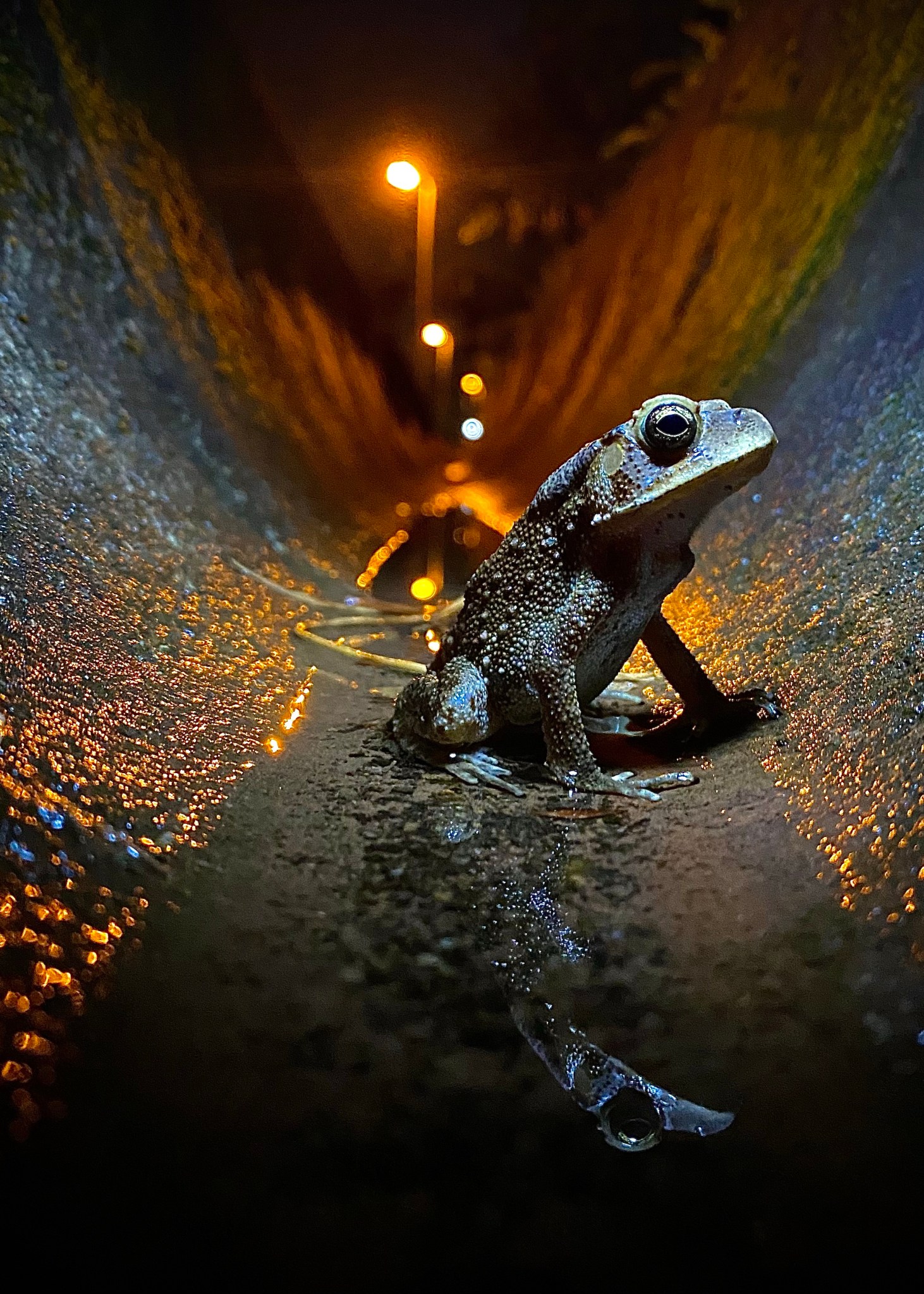 A life in the gutter – Asian Toad – incidental naturalist