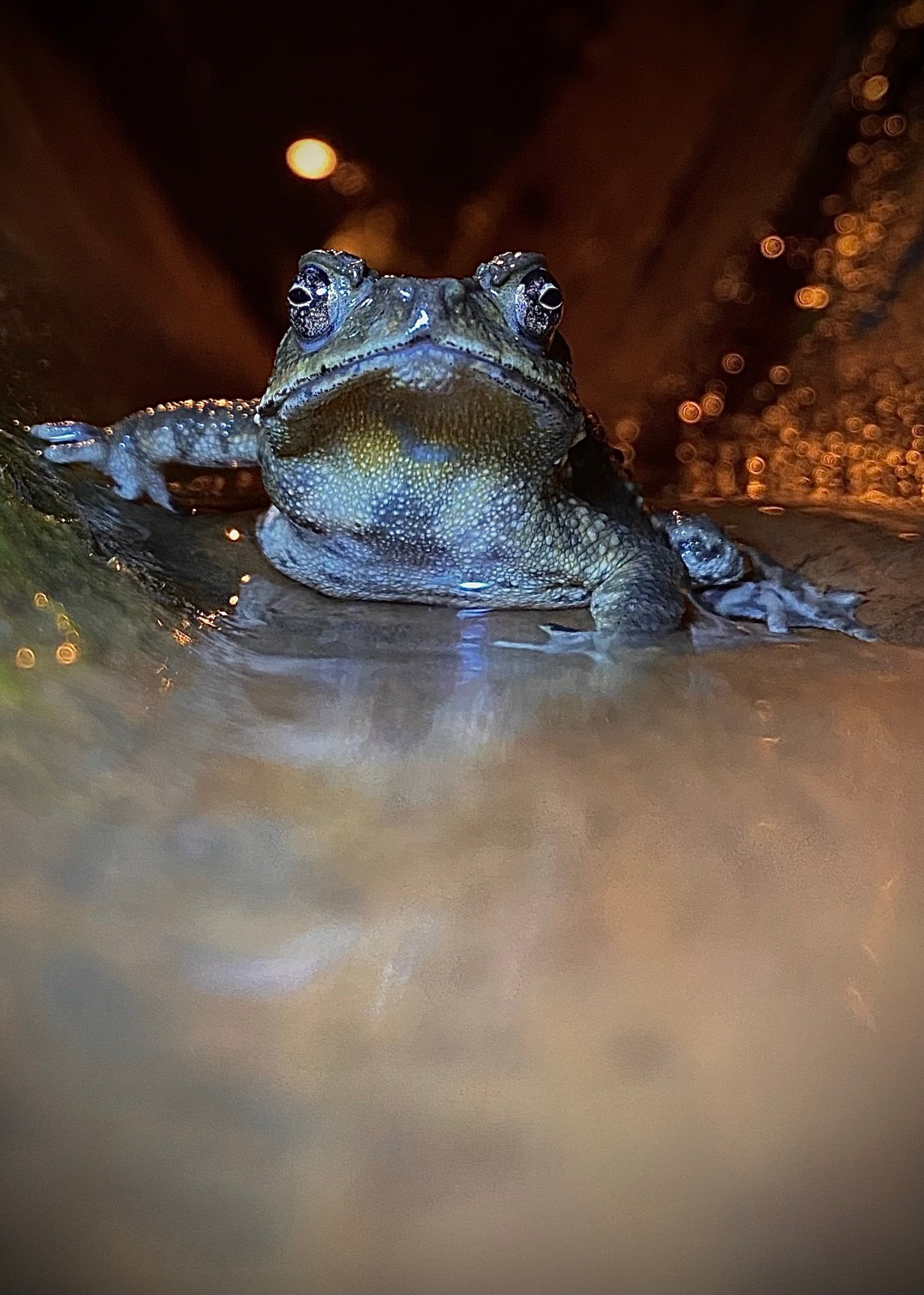 A life in the gutter – Asian Toad – incidental naturalist