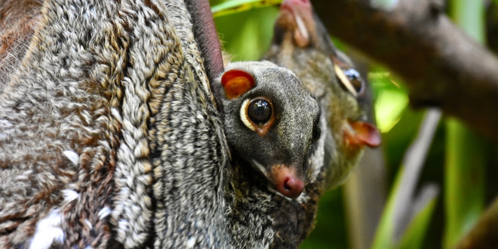 Sunda Colugo – The Flying Lemur – incidental naturalist