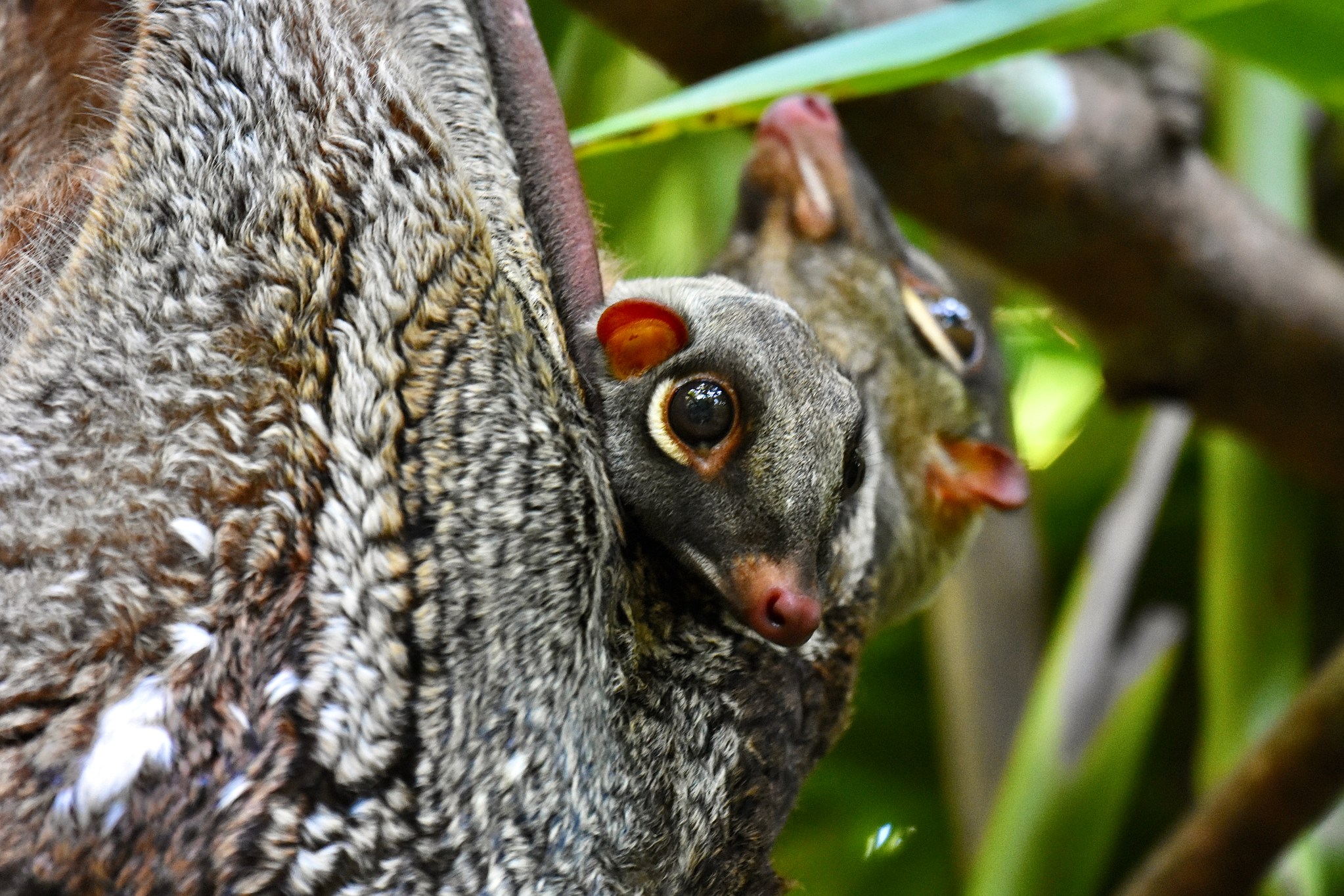 Sunda Colugo – The Flying Lemur – incidental naturalist
