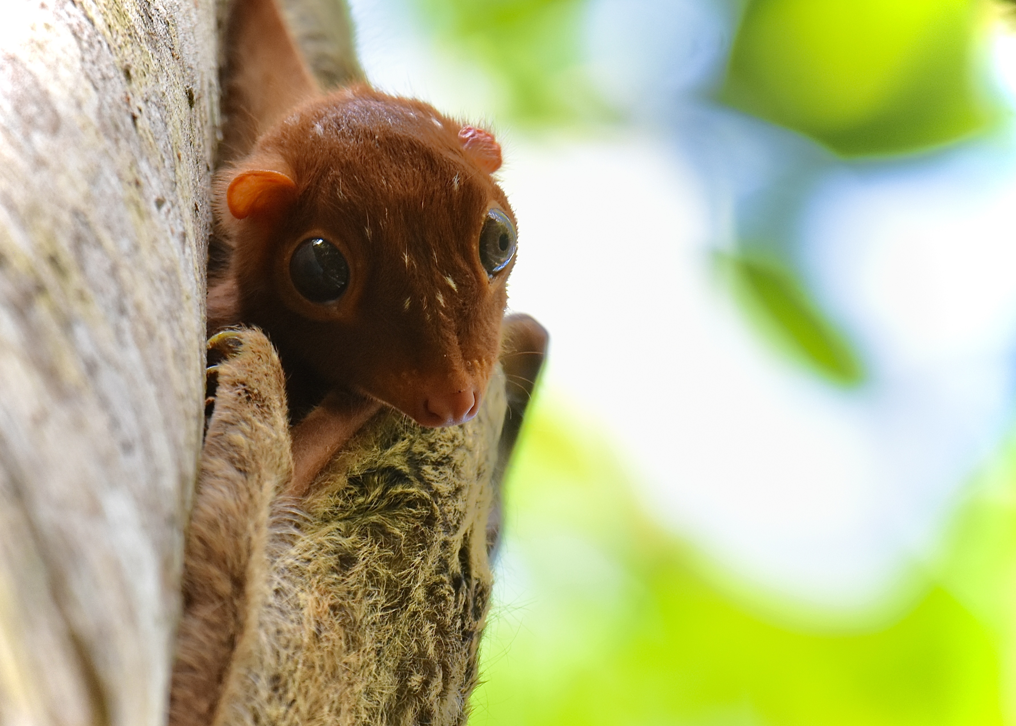 Sunda Colugo – The Flying Lemur – incidental naturalist