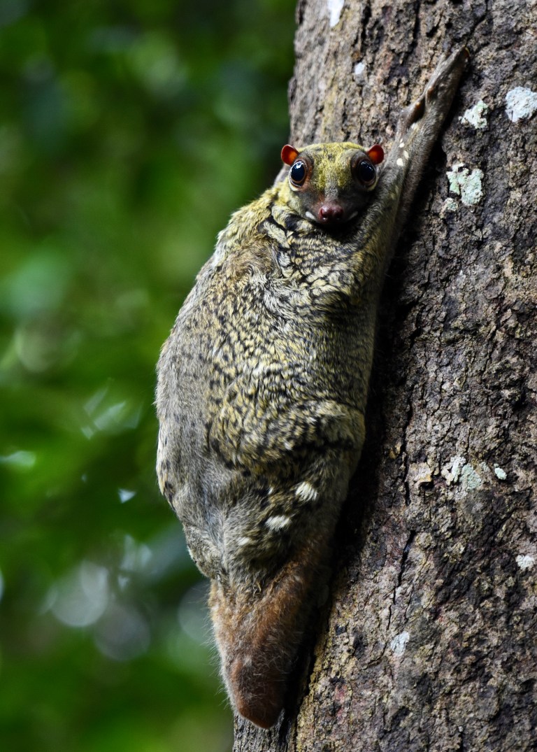 Sunda Colugo – The Flying Lemur – incidental naturalist