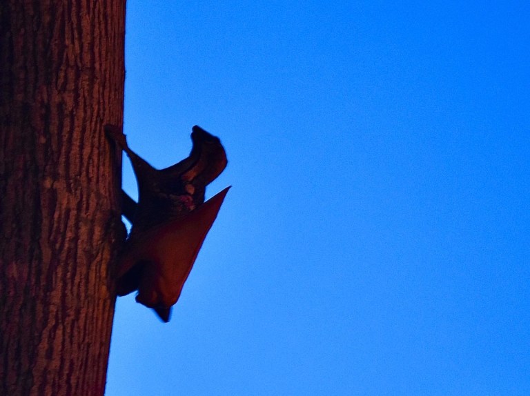 Sunda Colugo – The Flying Lemur – incidental naturalist