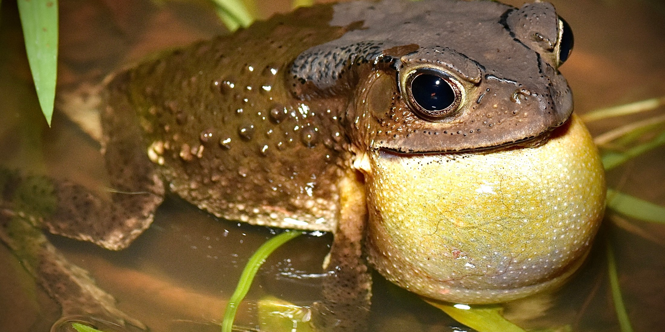 A life in the gutter – Asian Toad – incidental naturalist