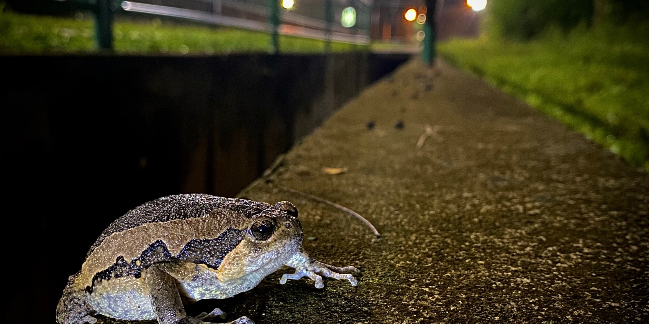 Booming Banded Bullfrogs of the Burbs – incidental naturalist