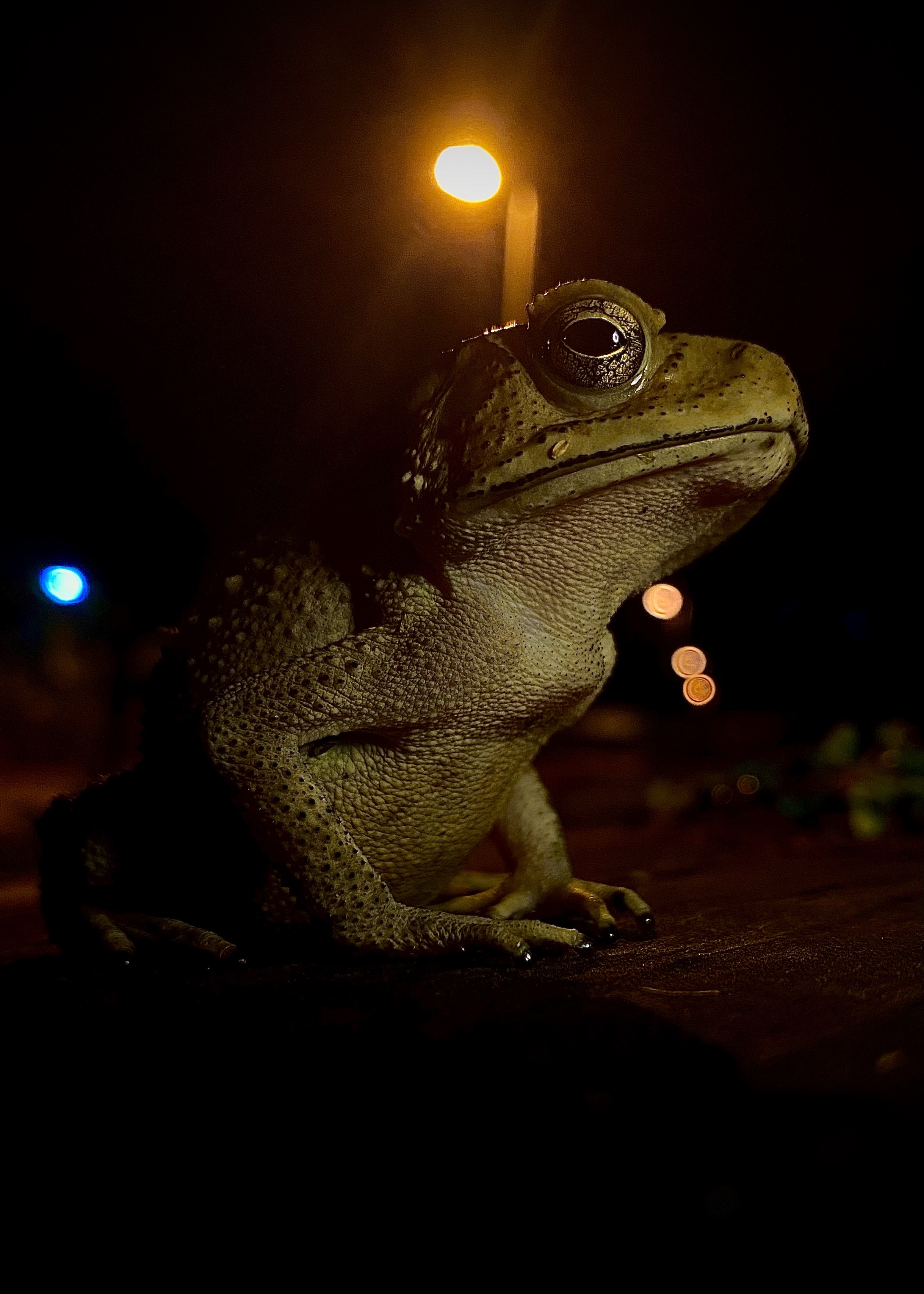 A life in the gutter – Asian Toad – incidental naturalist