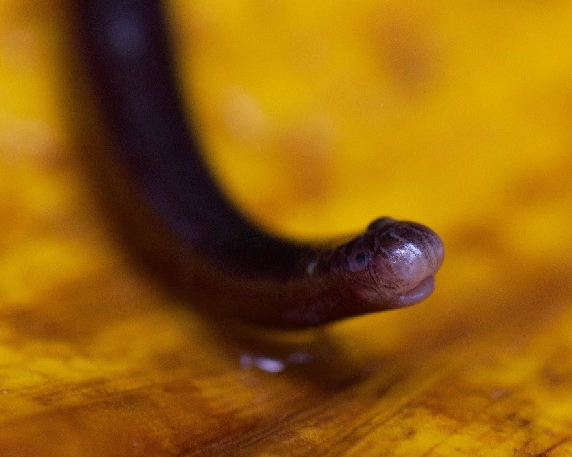 Serpents in the Soil – Brahminy Blind Snake – incidental naturalist