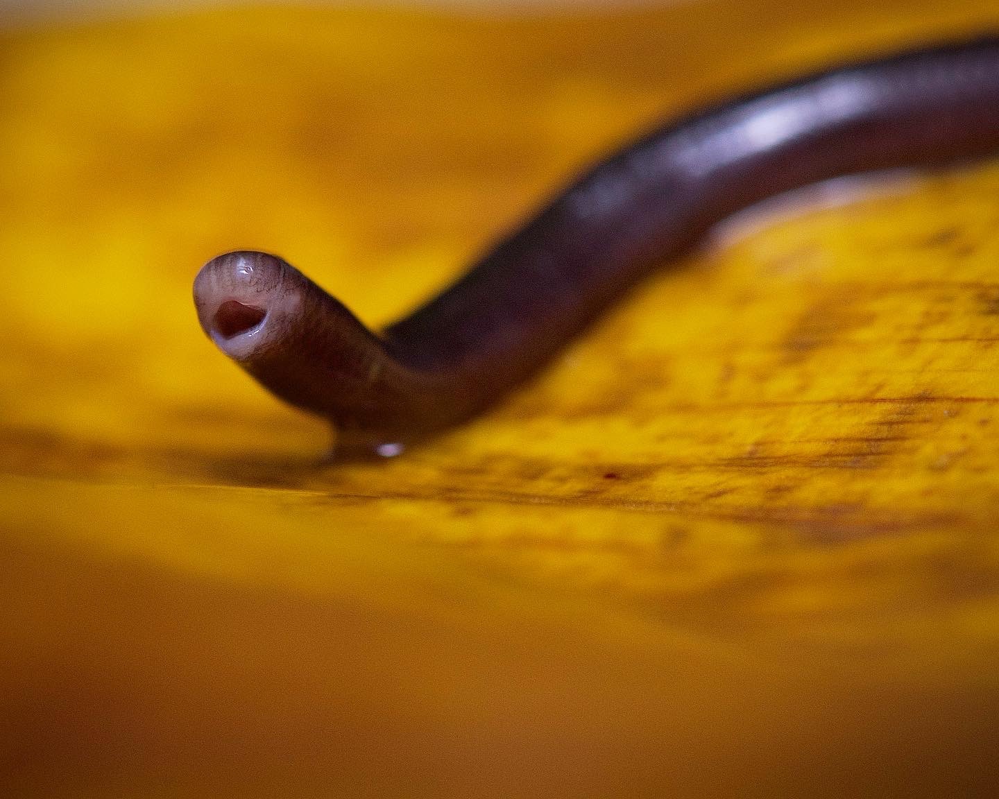 Serpents in the Soil – Brahminy Blind Snake – incidental naturalist