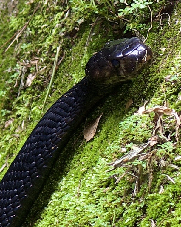 The Hunt – Equatorial Spitting Cobra – incidental naturalist
