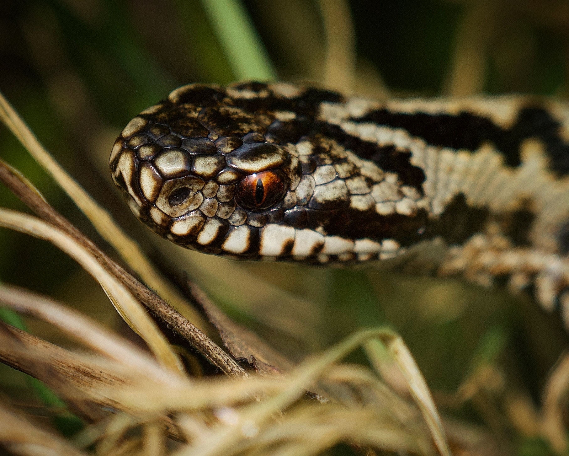 The Adder – Britain’s Venomous Snake – incidental naturalist