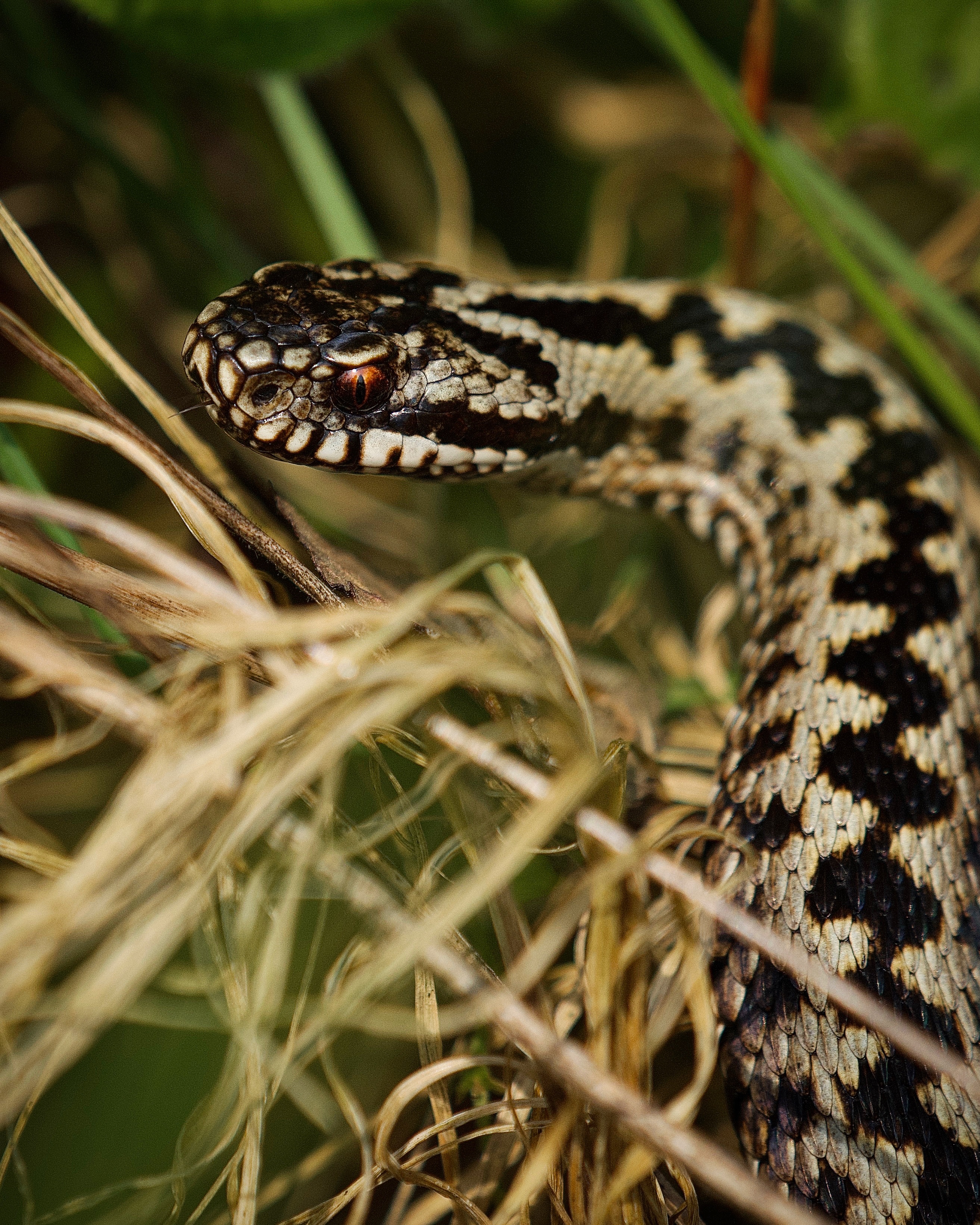 The Adder – Britain’s Venomous Snake – incidental naturalist