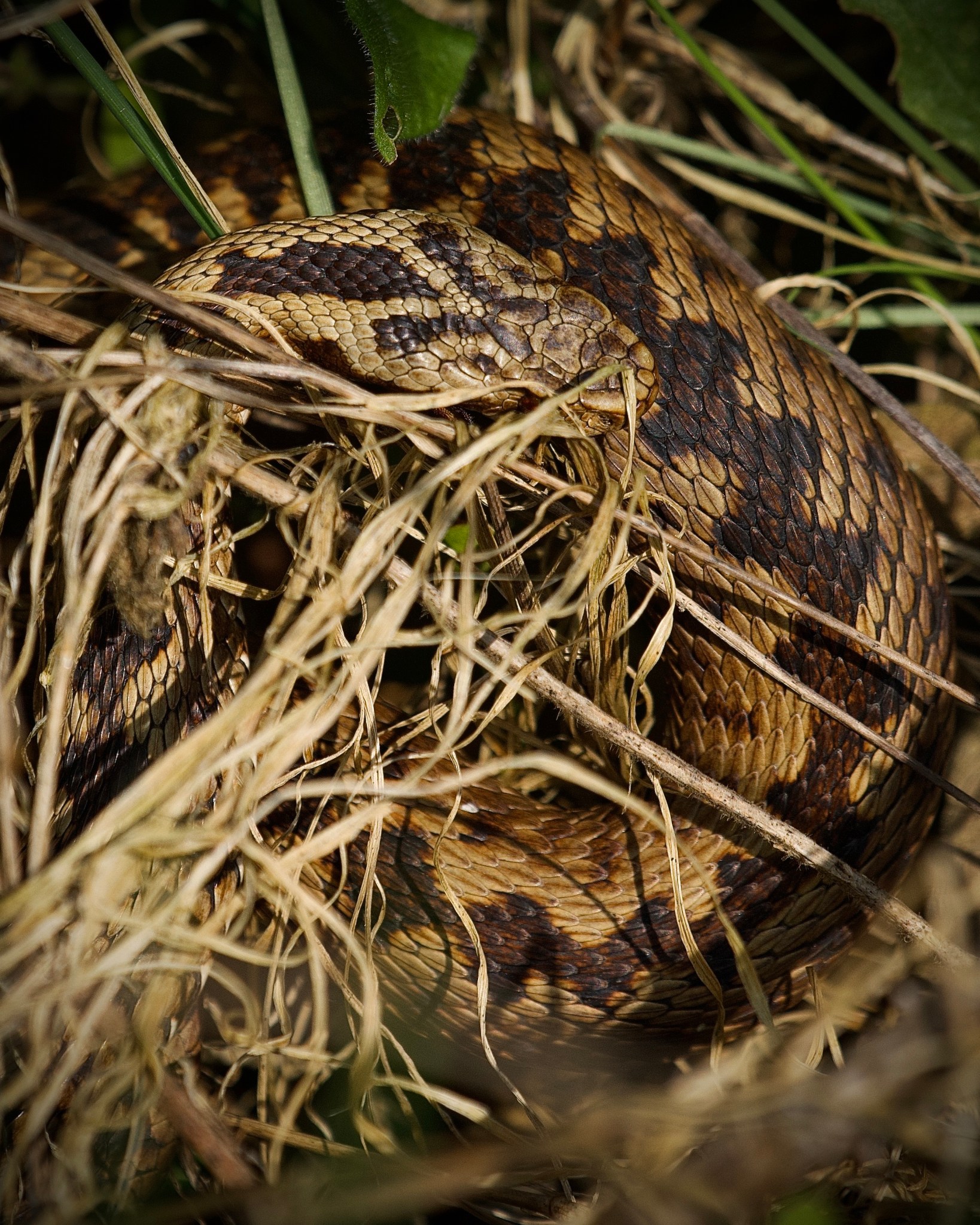 The Adder – Britain’s Venomous Snake – incidental naturalist