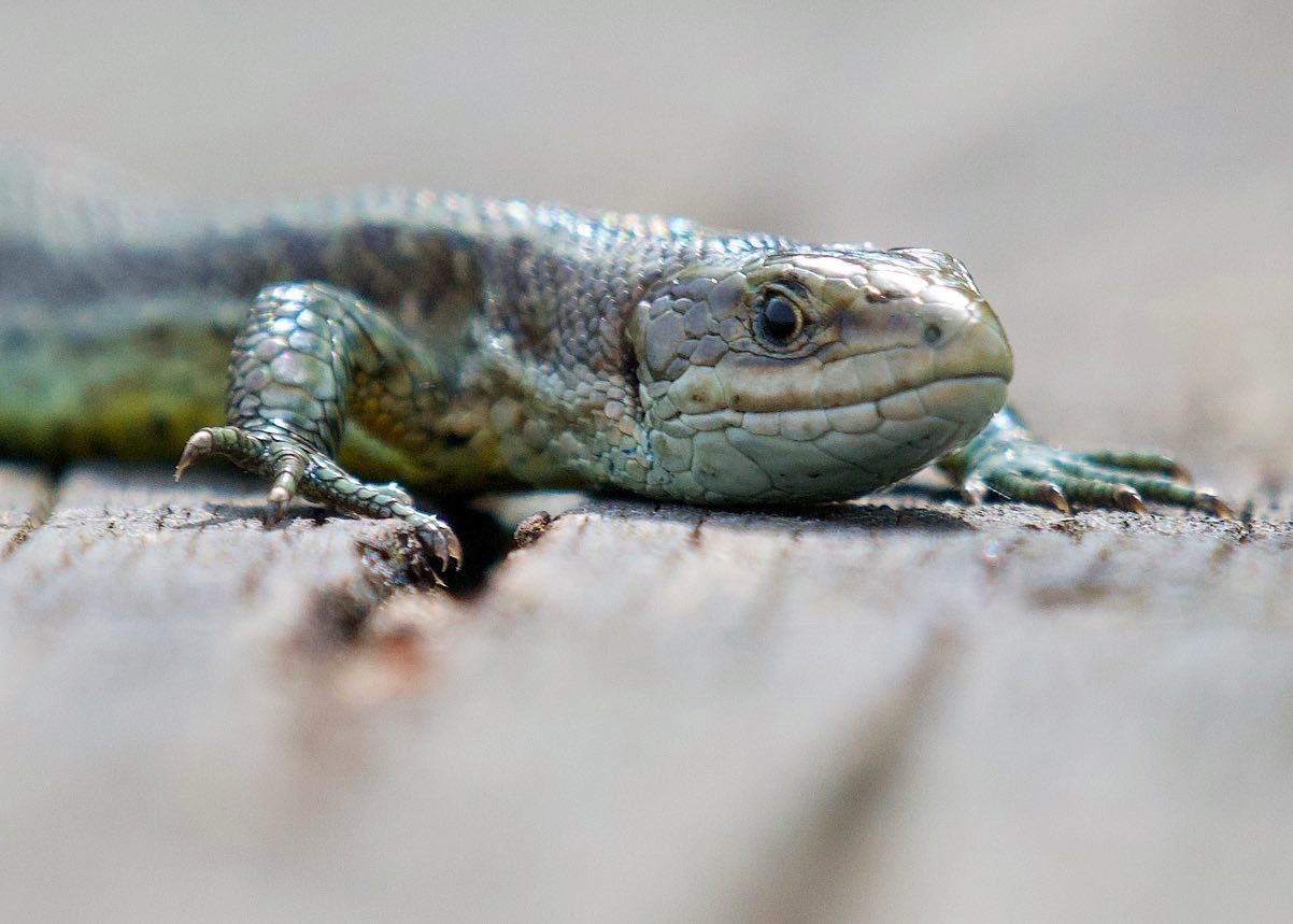 The Adder – Britain’s Venomous Snake – incidental naturalist