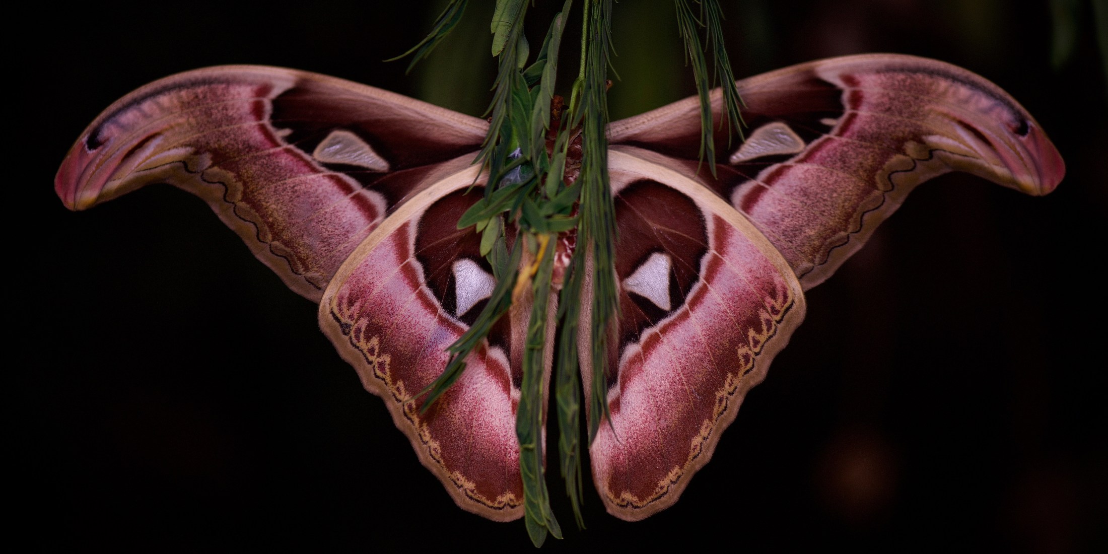 Searching for A Titan – The Atlas Moth – incidental naturalist
