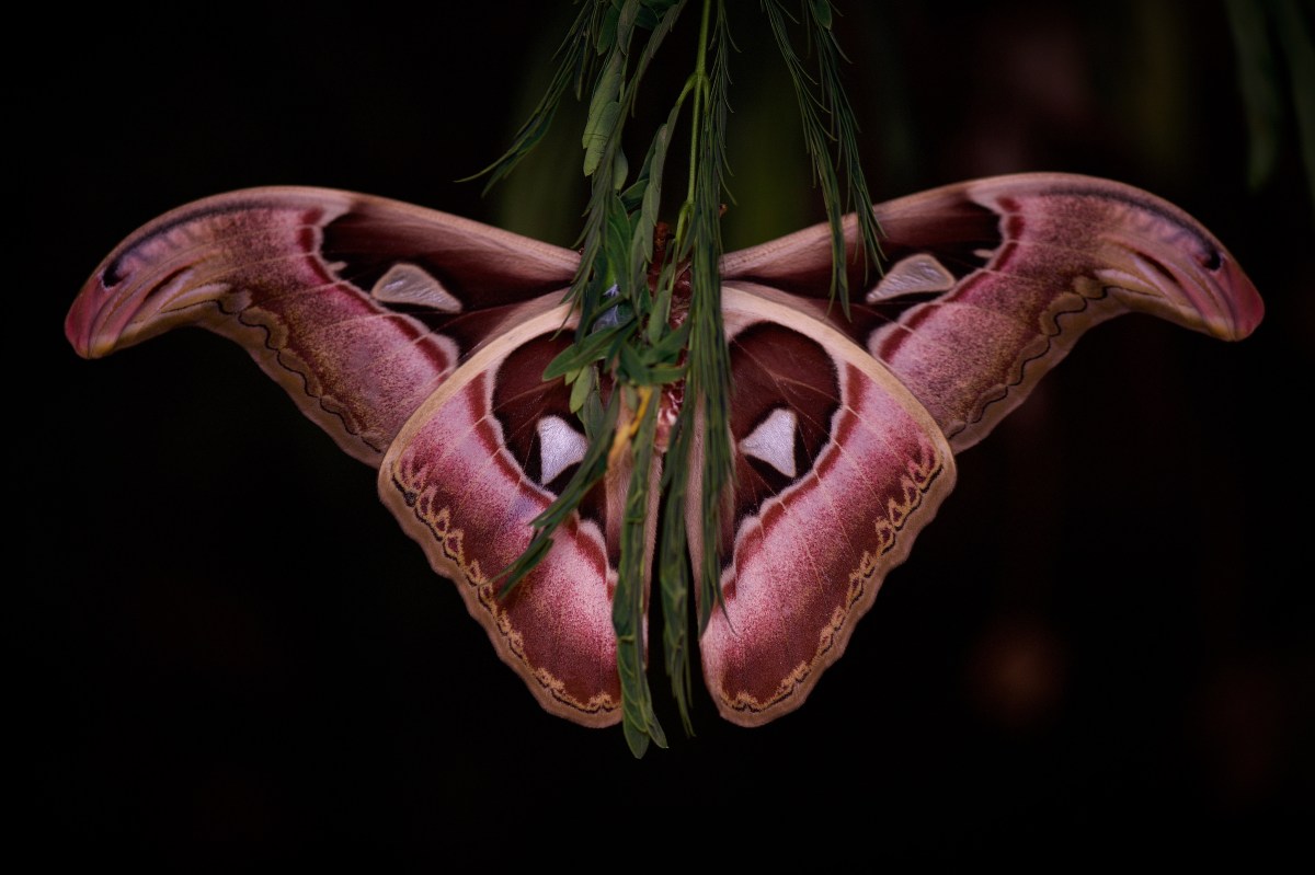 Searching for A Titan – The Atlas Moth – incidental naturalist