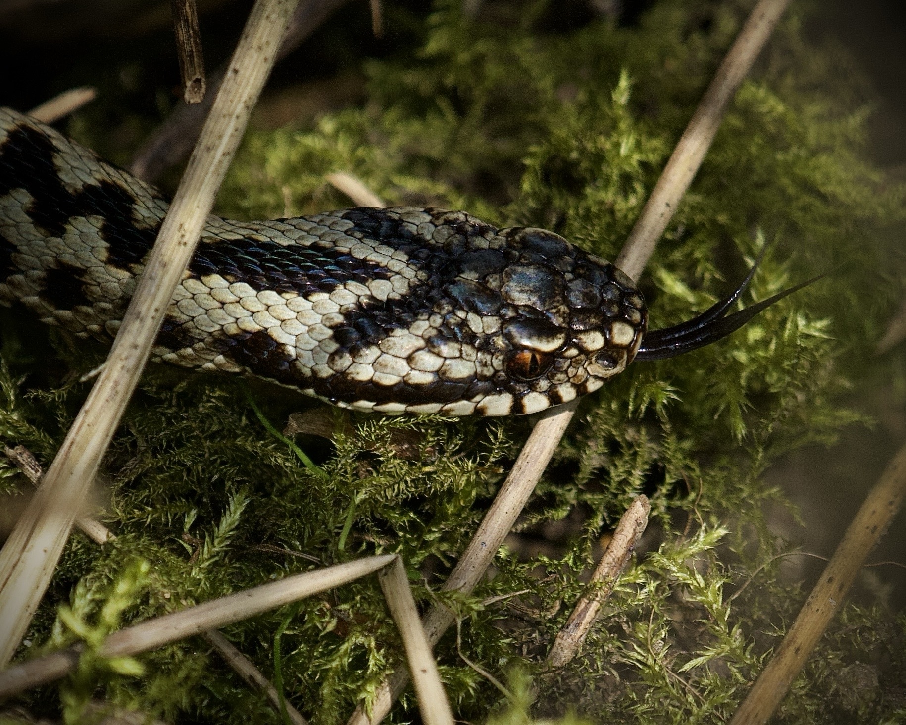 The Adder – Britain’s Venomous Snake – incidental naturalist
