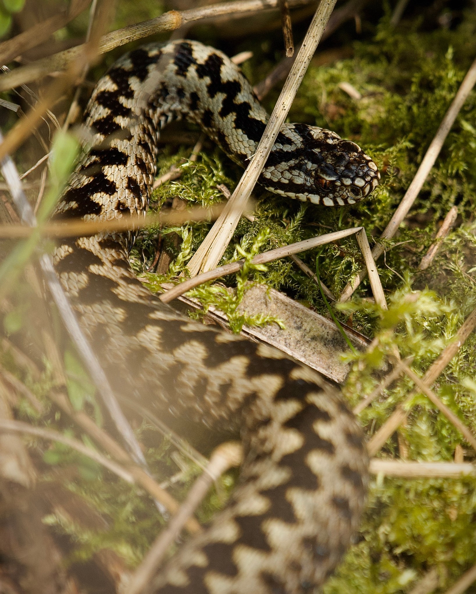 The Adder – Britain’s Venomous Snake – incidental naturalist