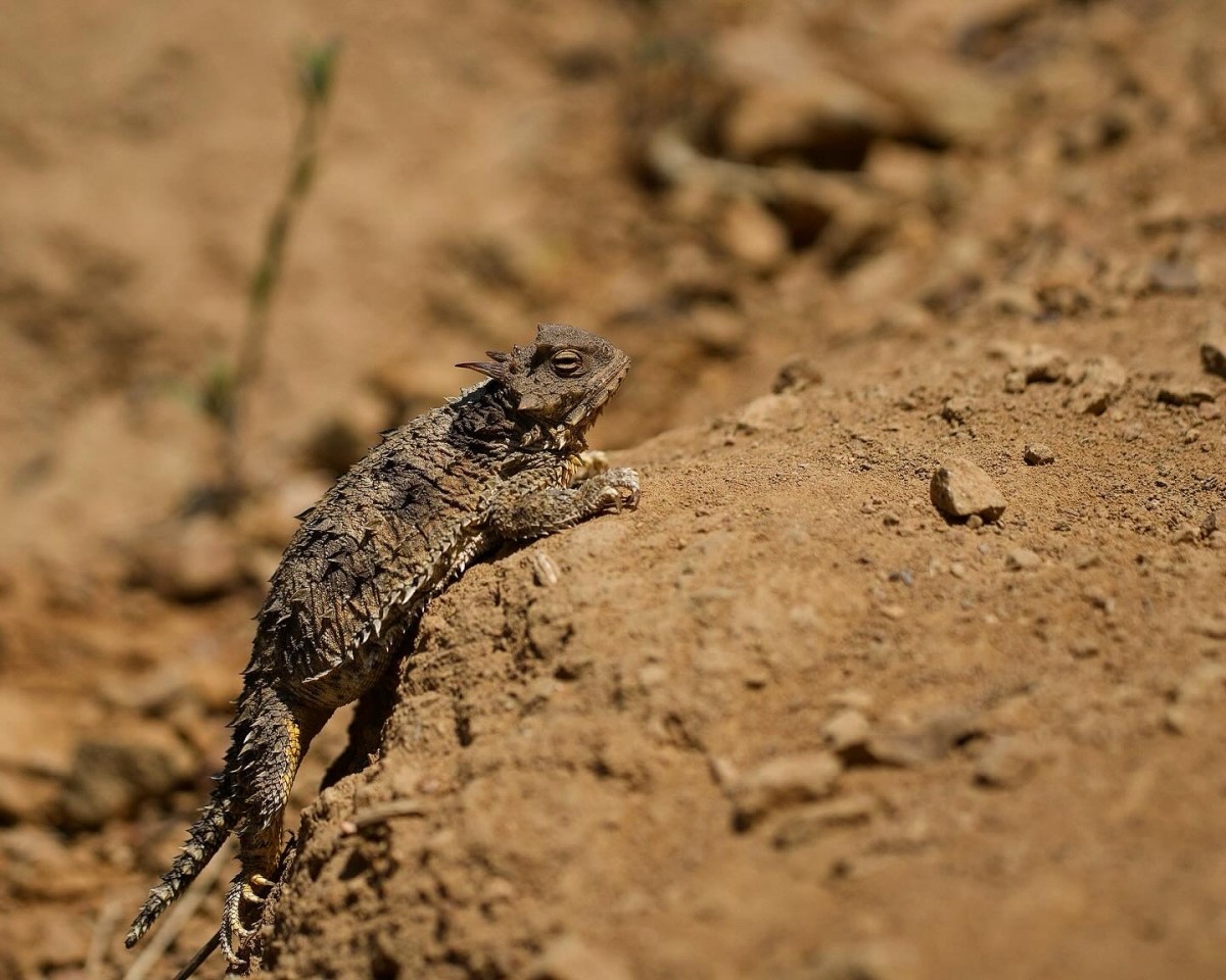 Horned Lizards of Santa Monica – incidental naturalist