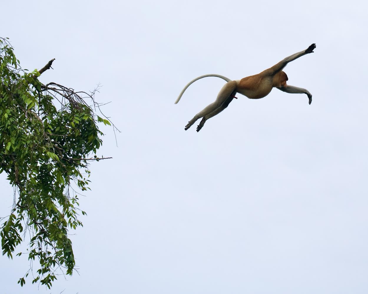 Proboscis Monkeys – A Borneo Drama – incidental naturalist