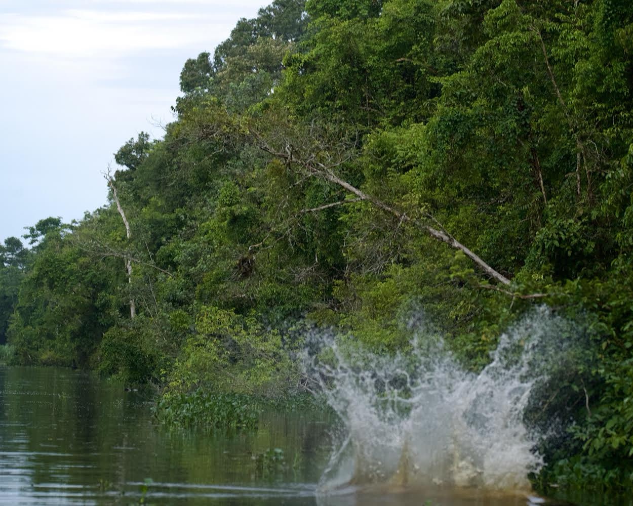 Proboscis Monkeys – A Borneo Drama – incidental naturalist