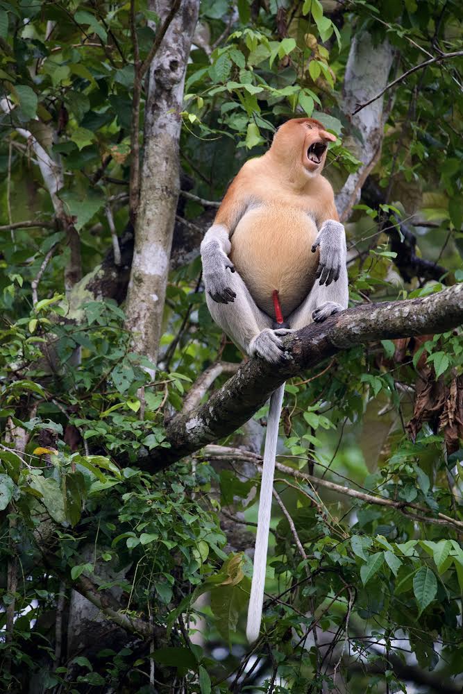 Proboscis Monkeys – A Borneo Drama – incidental naturalist