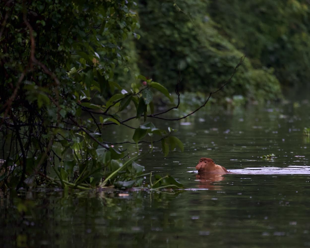 Proboscis Monkeys – A Borneo Drama – incidental naturalist