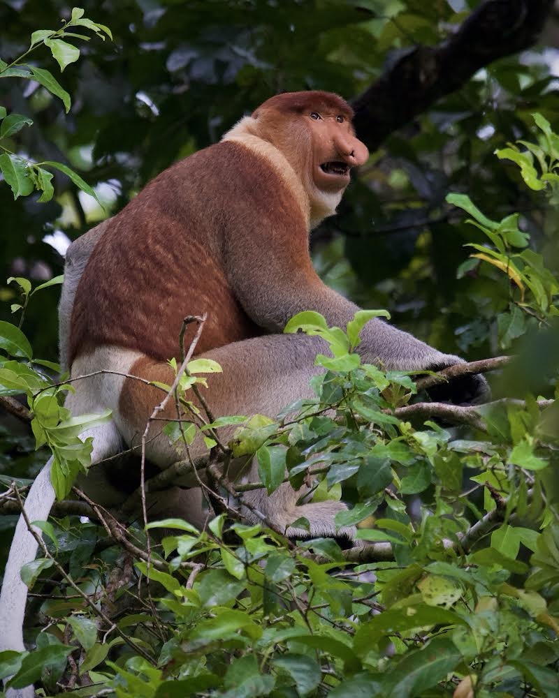 Proboscis Monkeys – A Borneo Drama – incidental naturalist