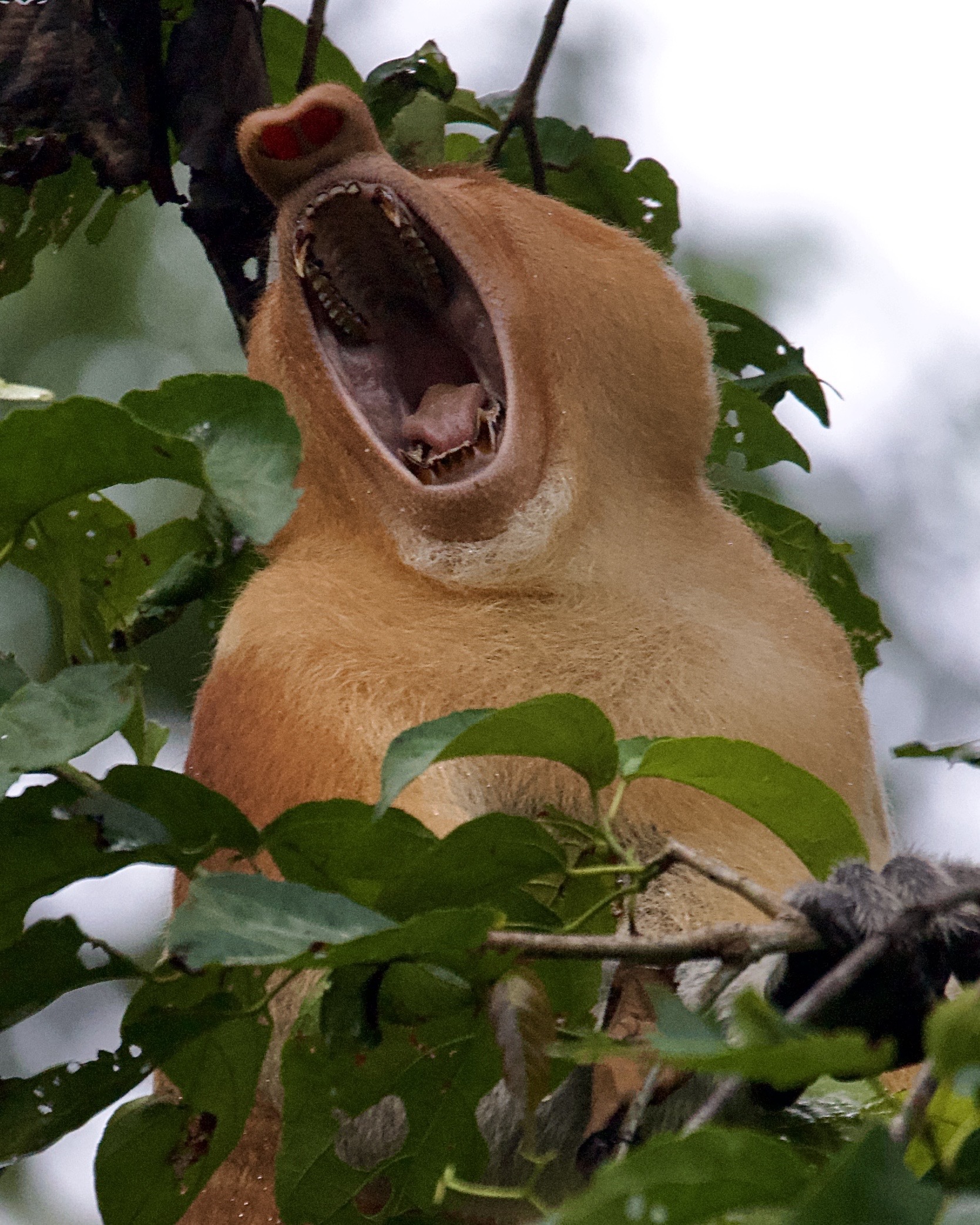 Proboscis Monkeys – A Borneo Drama – incidental naturalist
